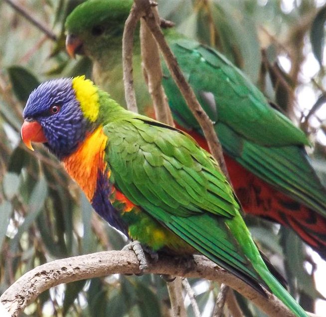 Rainbow Lorikeets – Larrikin Parrots! – Uccello Lane