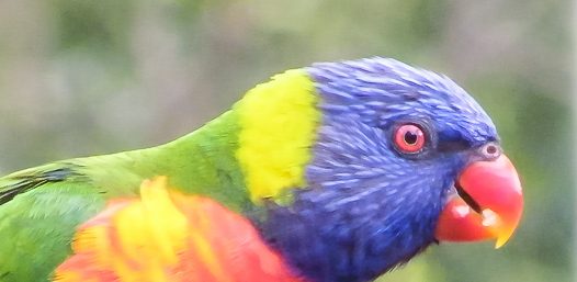 Rainbow Lorikeets – Larrikin Parrots! – Uccello Lane