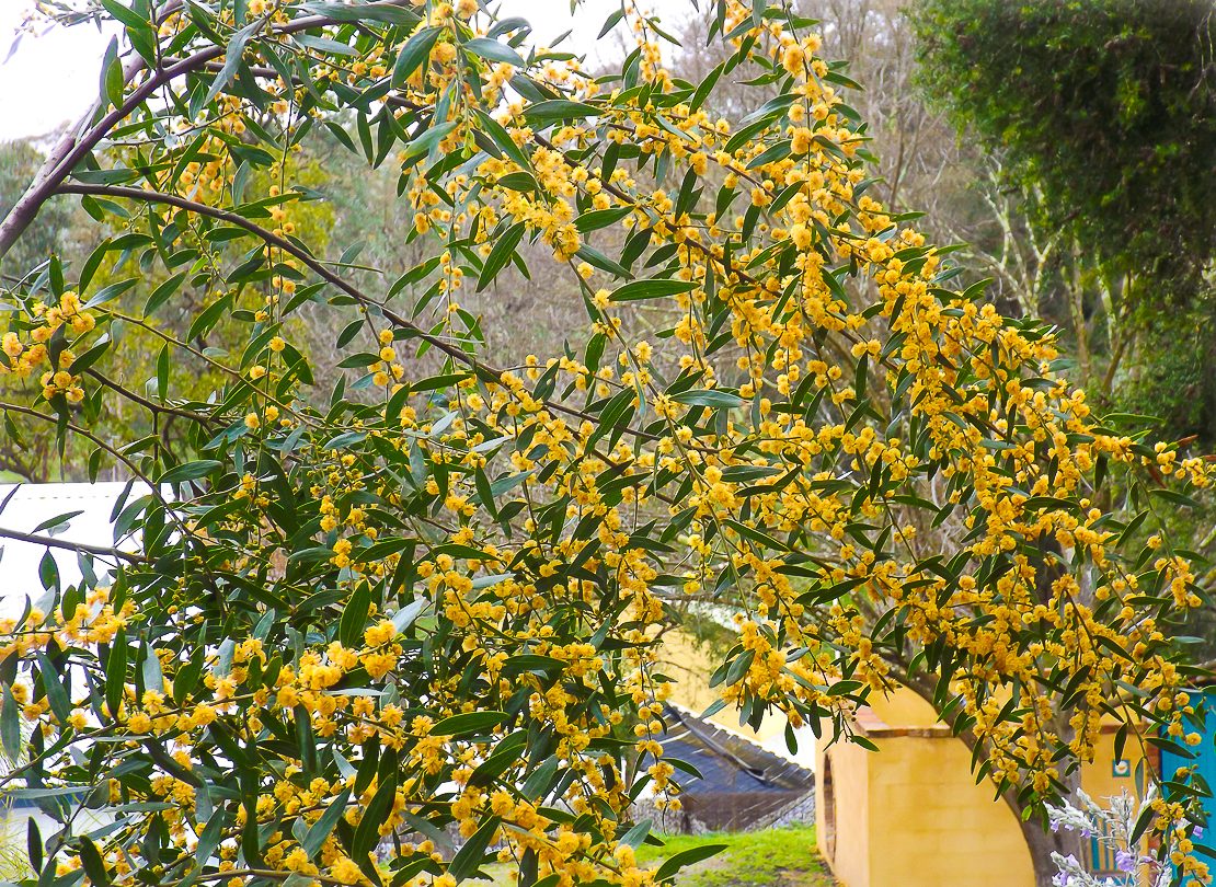 Wattle – Glorious Colors (even Pink) – Uccello Lane – Planning for the ...