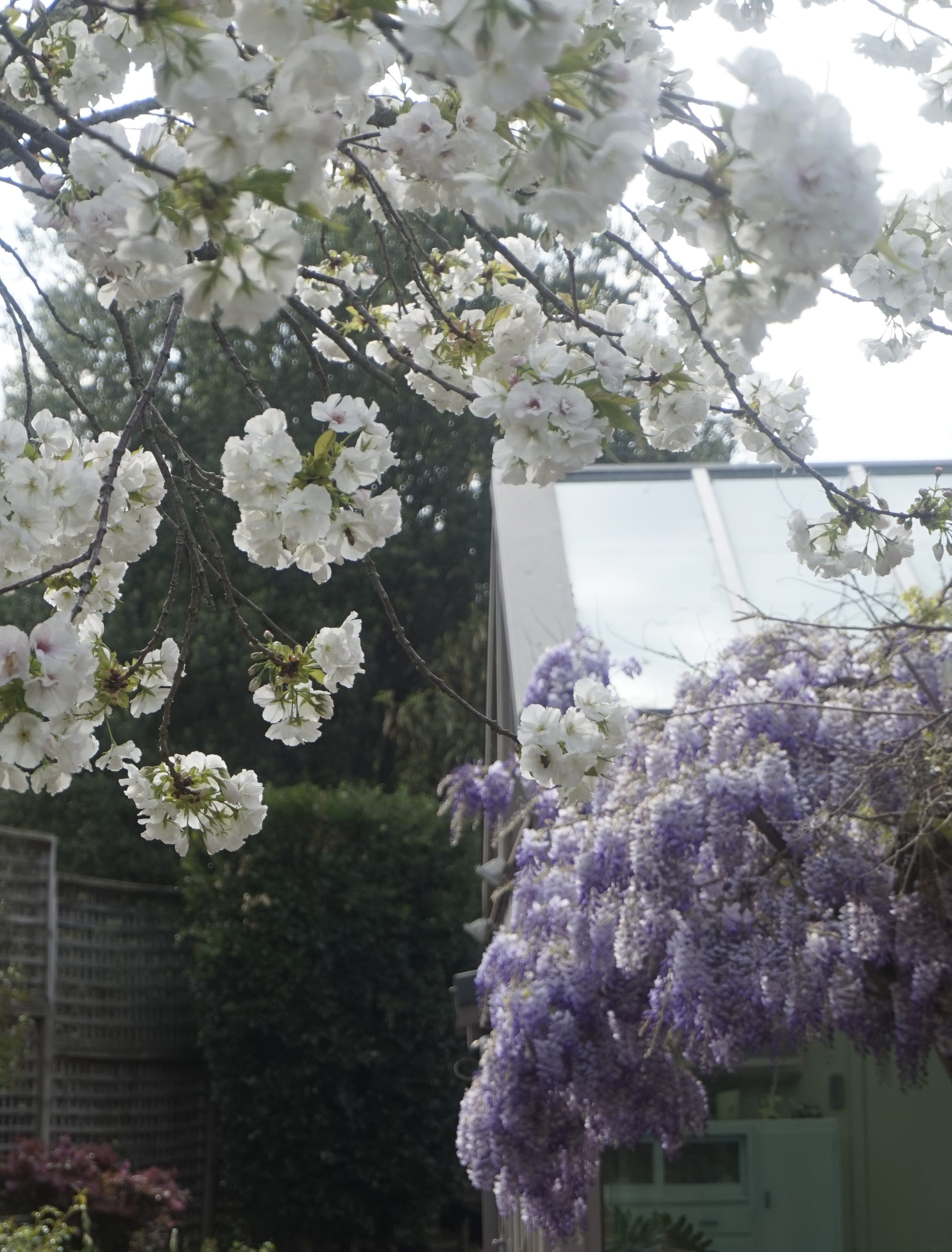 Wisteria Colonnade and Veranda Lace – Spectacular – Uccello Lane