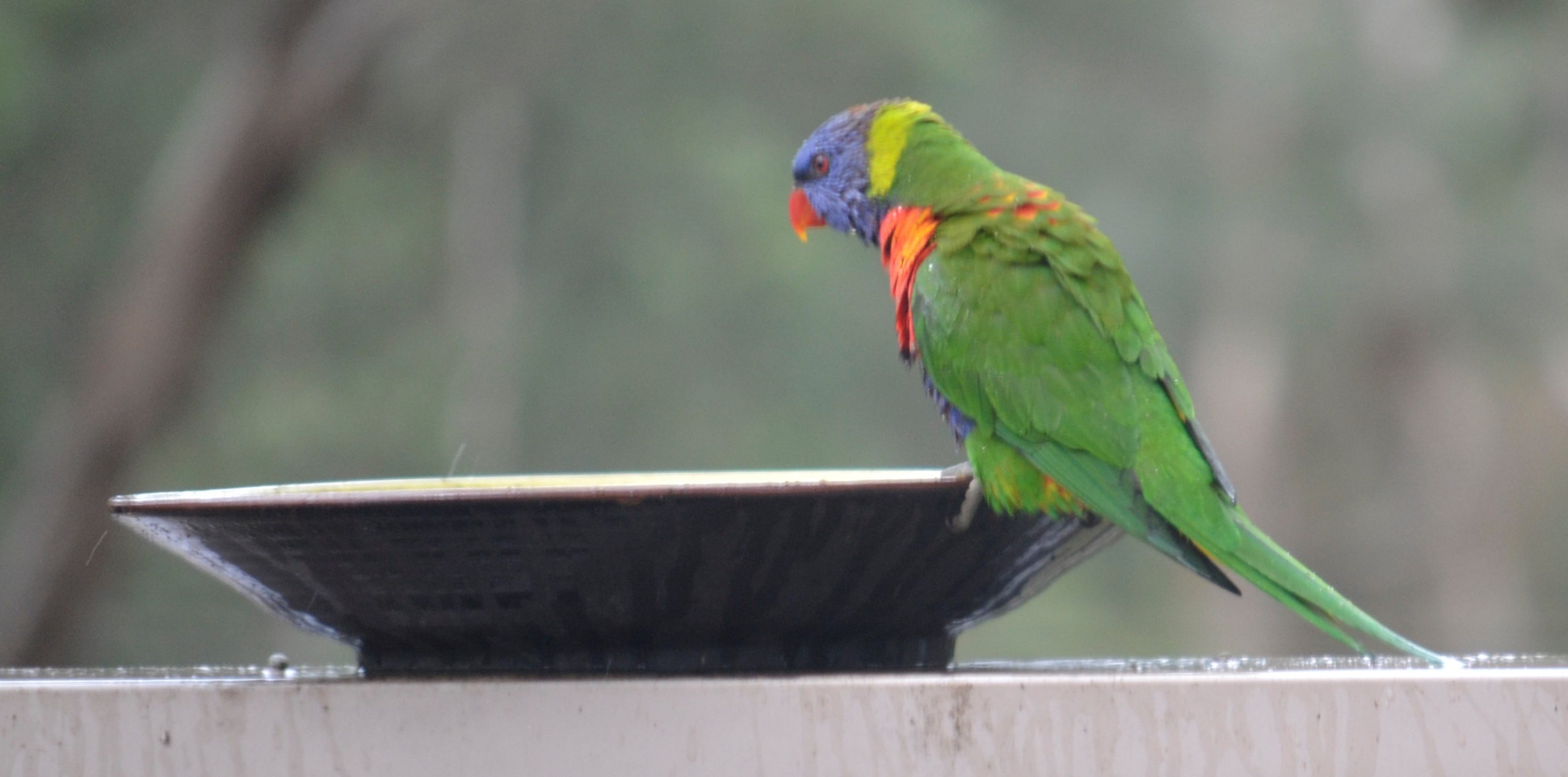 Rainbow Lorikeets – Larrikin Parrots! – Uccello Lane