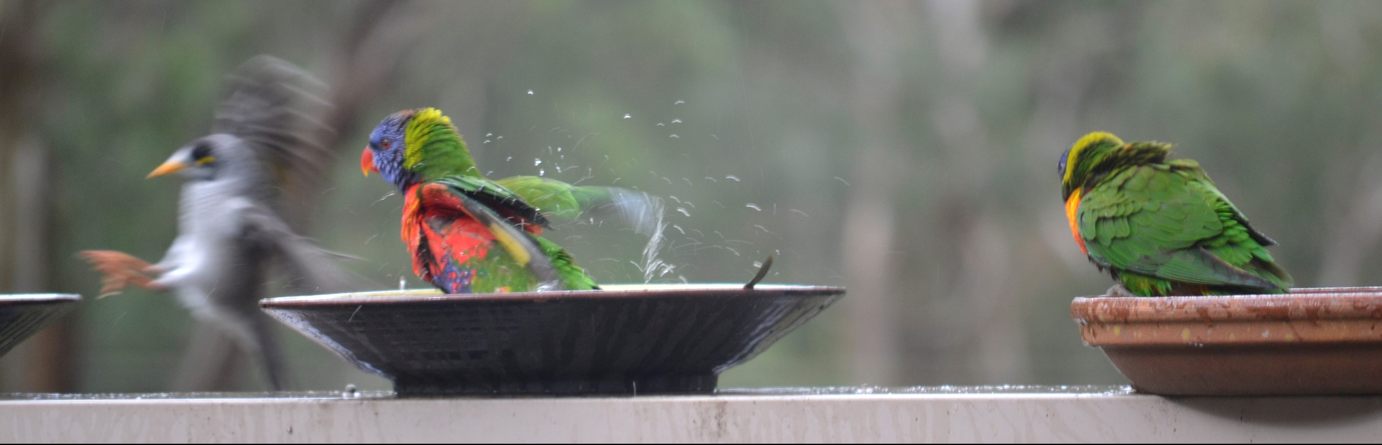 Rainbow Lorikeets – Larrikin Parrots! – Uccello Lane