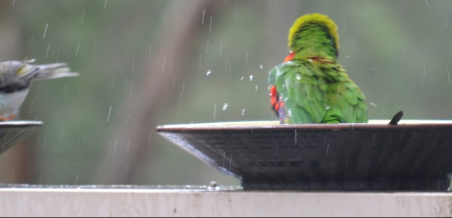 Rainbow Lorikeets – Larrikin Parrots! – Uccello Lane