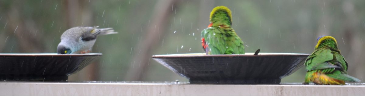 Rainbow Lorikeets – Larrikin Parrots! – Uccello Lane