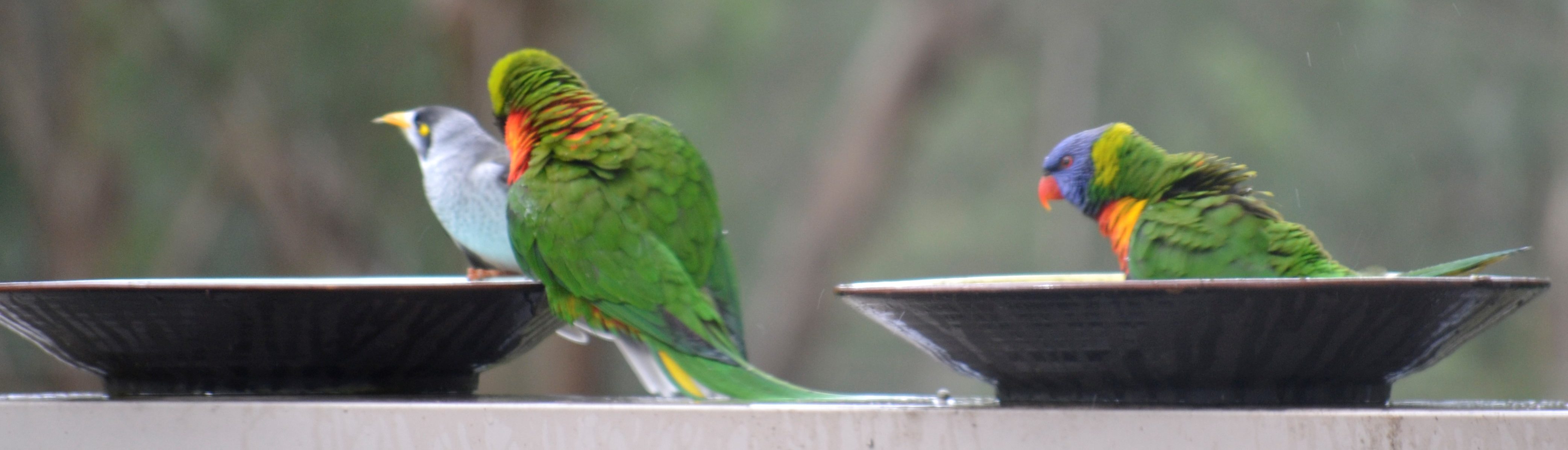 Rainbow Lorikeets – Larrikin Parrots! – Uccello Lane