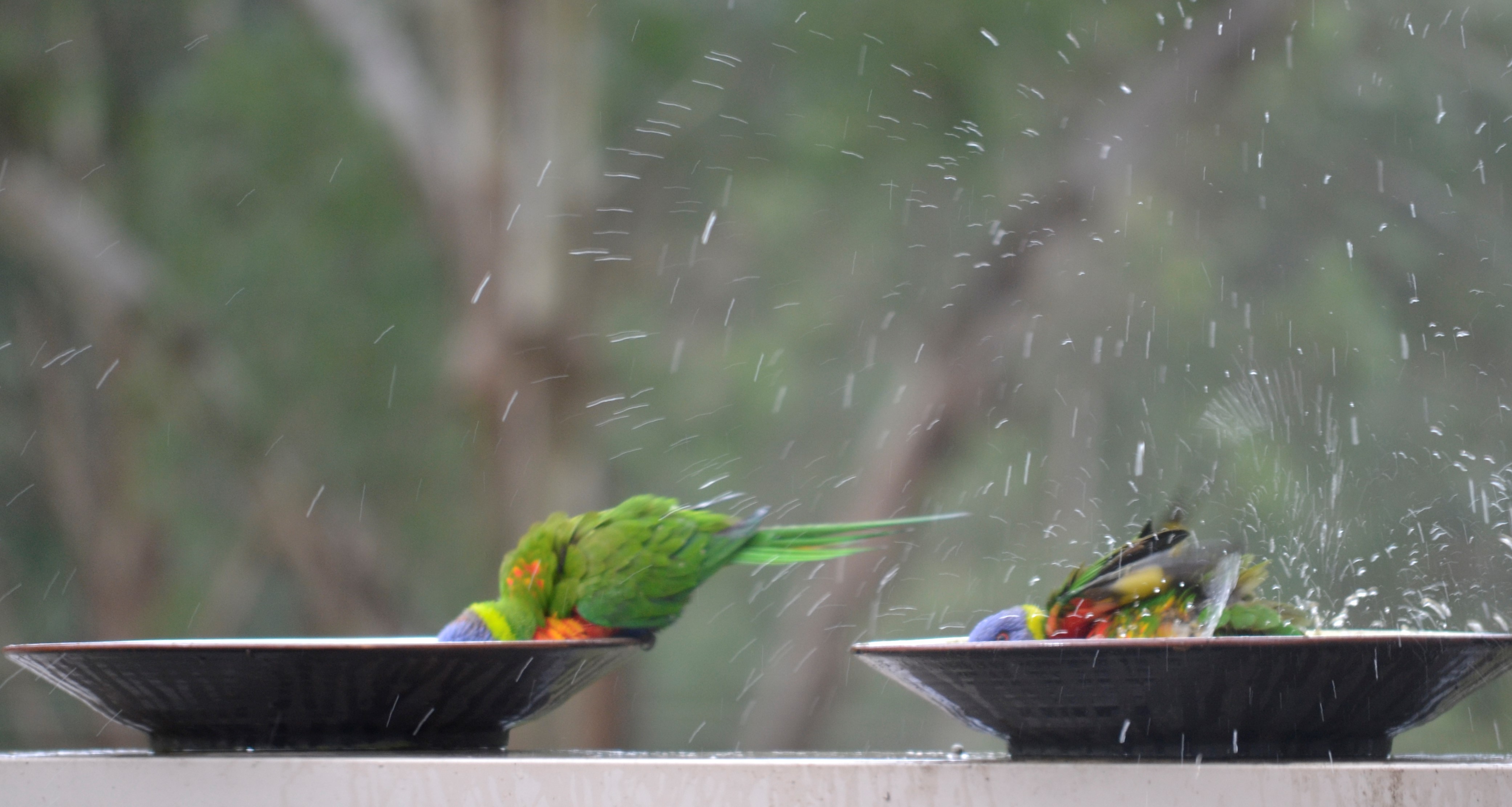 Rainbow Lorikeets – Larrikin Parrots! – Uccello Lane