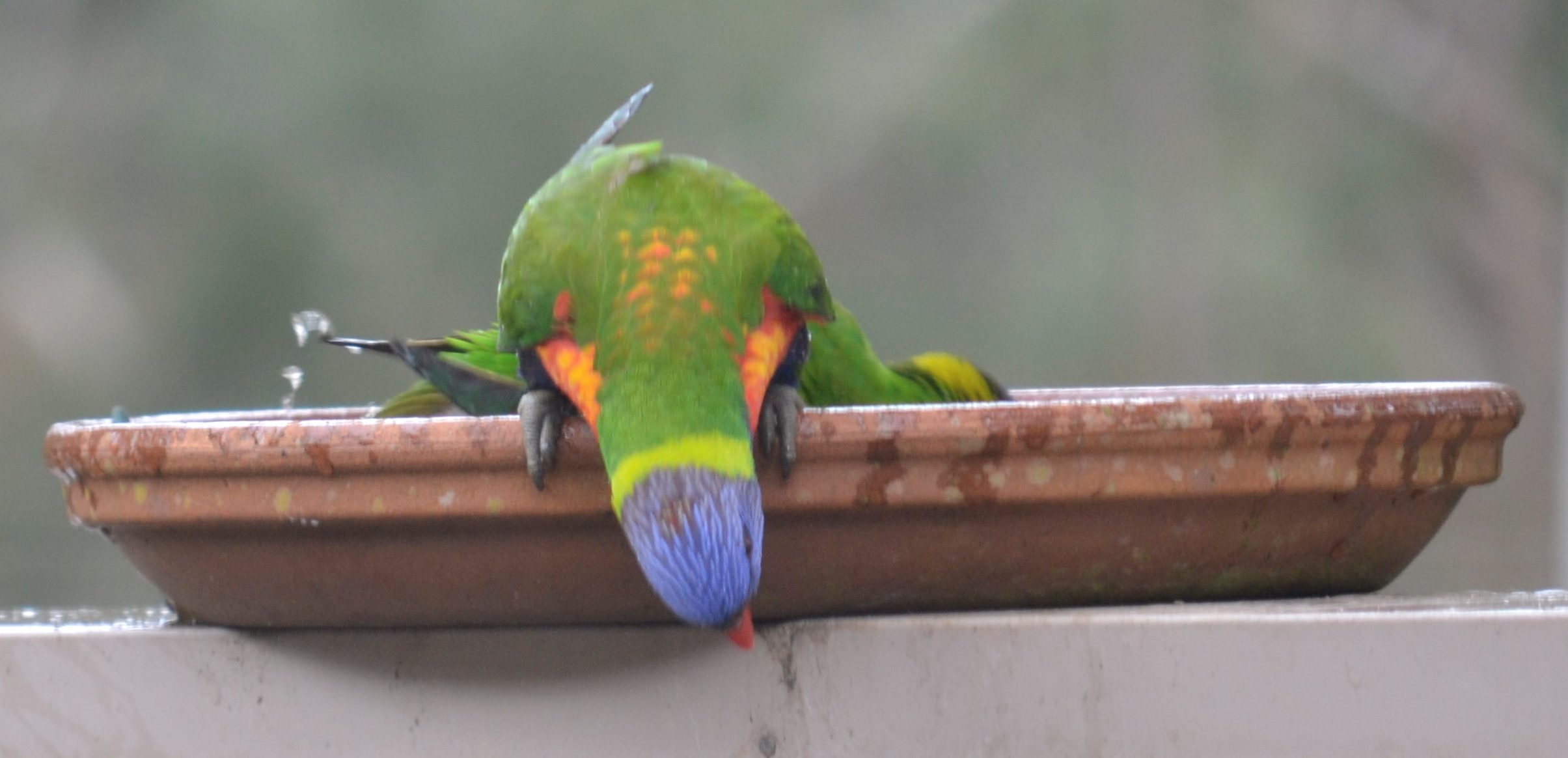Rainbow Lorikeets – Larrikin Parrots! – Uccello Lane