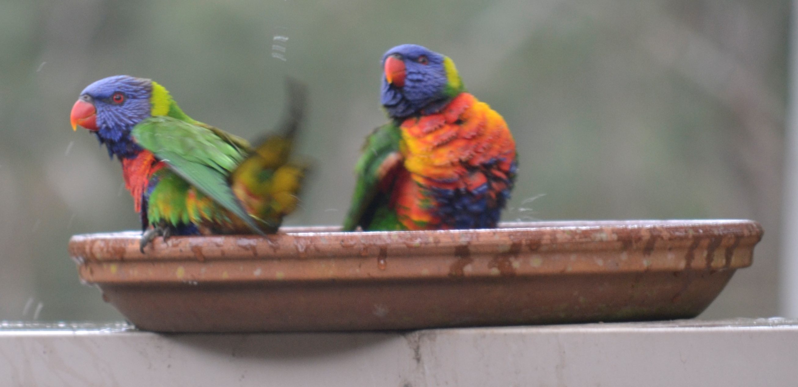 Rainbow Lorikeets – Larrikin Parrots! – Uccello Lane
