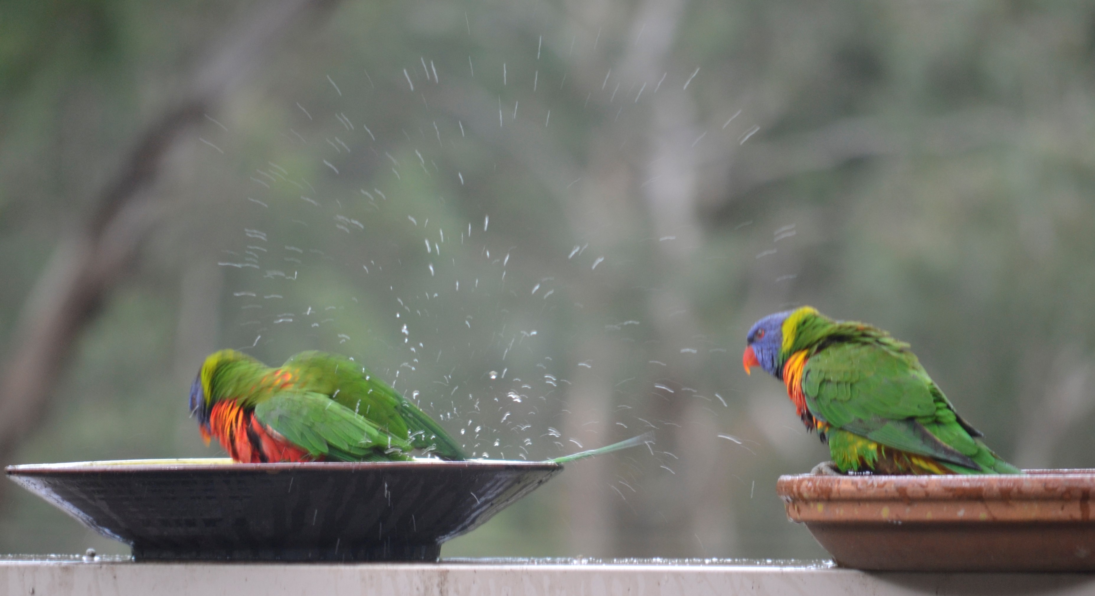 Rainbow Lorikeets – Larrikin Parrots! – Uccello Lane