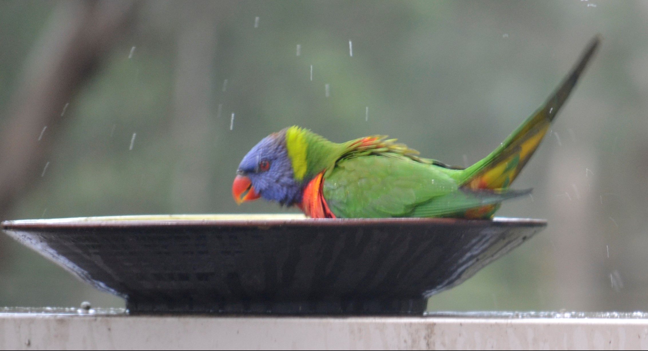 Rainbow Lorikeets – Larrikin Parrots! – Uccello Lane