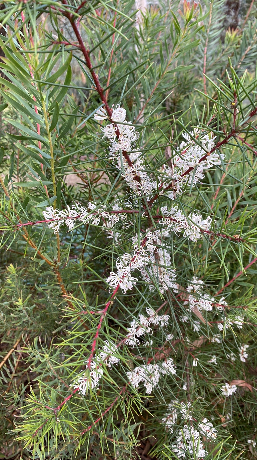 Australian Native Plants – future plantings – Uccello Lane