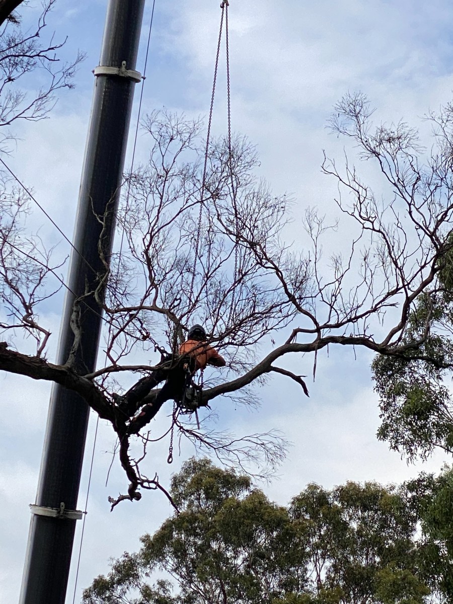 Yellow Box Ironbark gets a prune – with a very large crane and tree ...